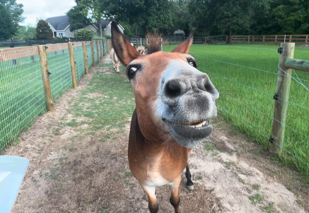 Papi - Lotsa Heart Animal Sanctuary